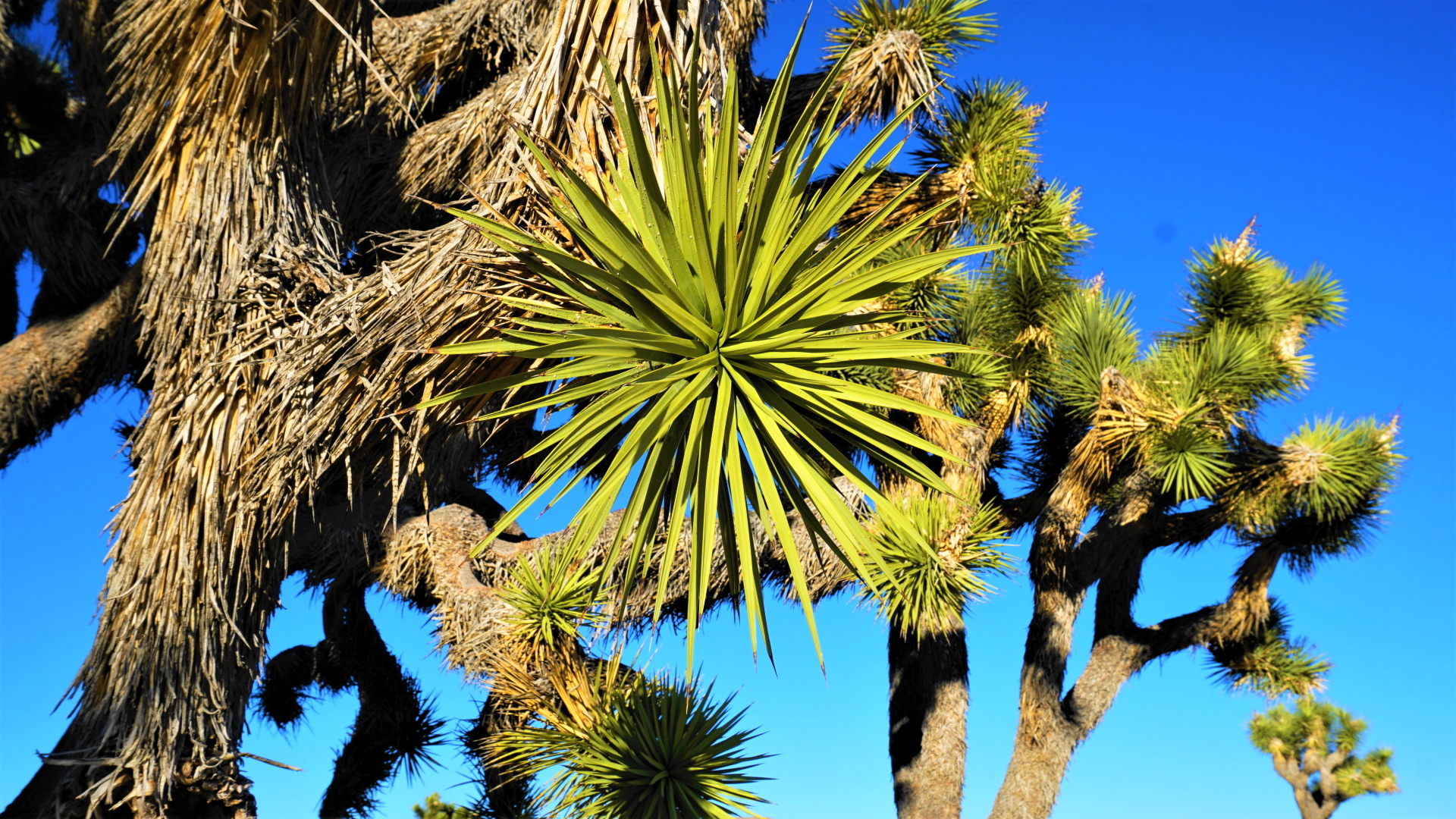 Joshua Tree National Park - Share the road with Ark & Galina